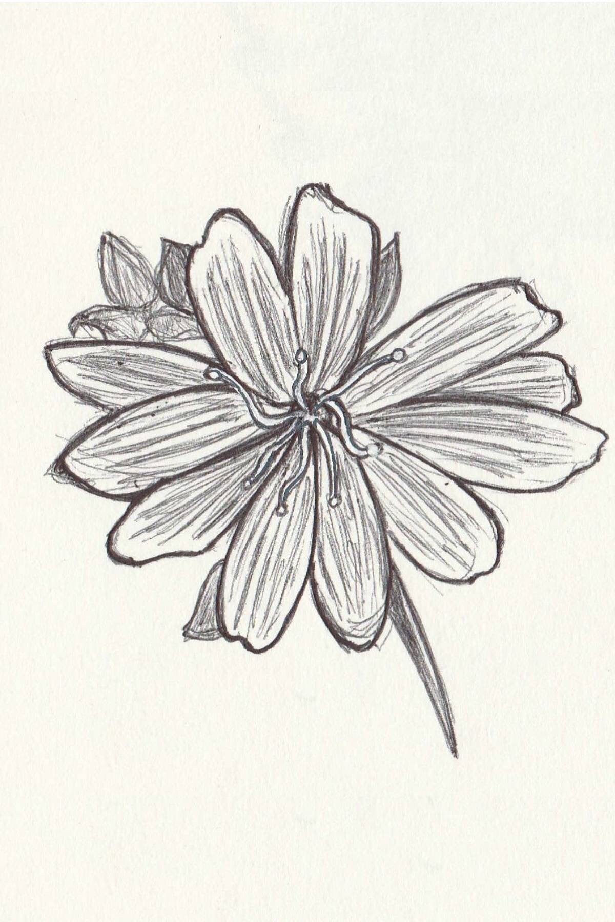 Print of Greater Stitchwort British Wildflower Pen & Ink - Etsy
