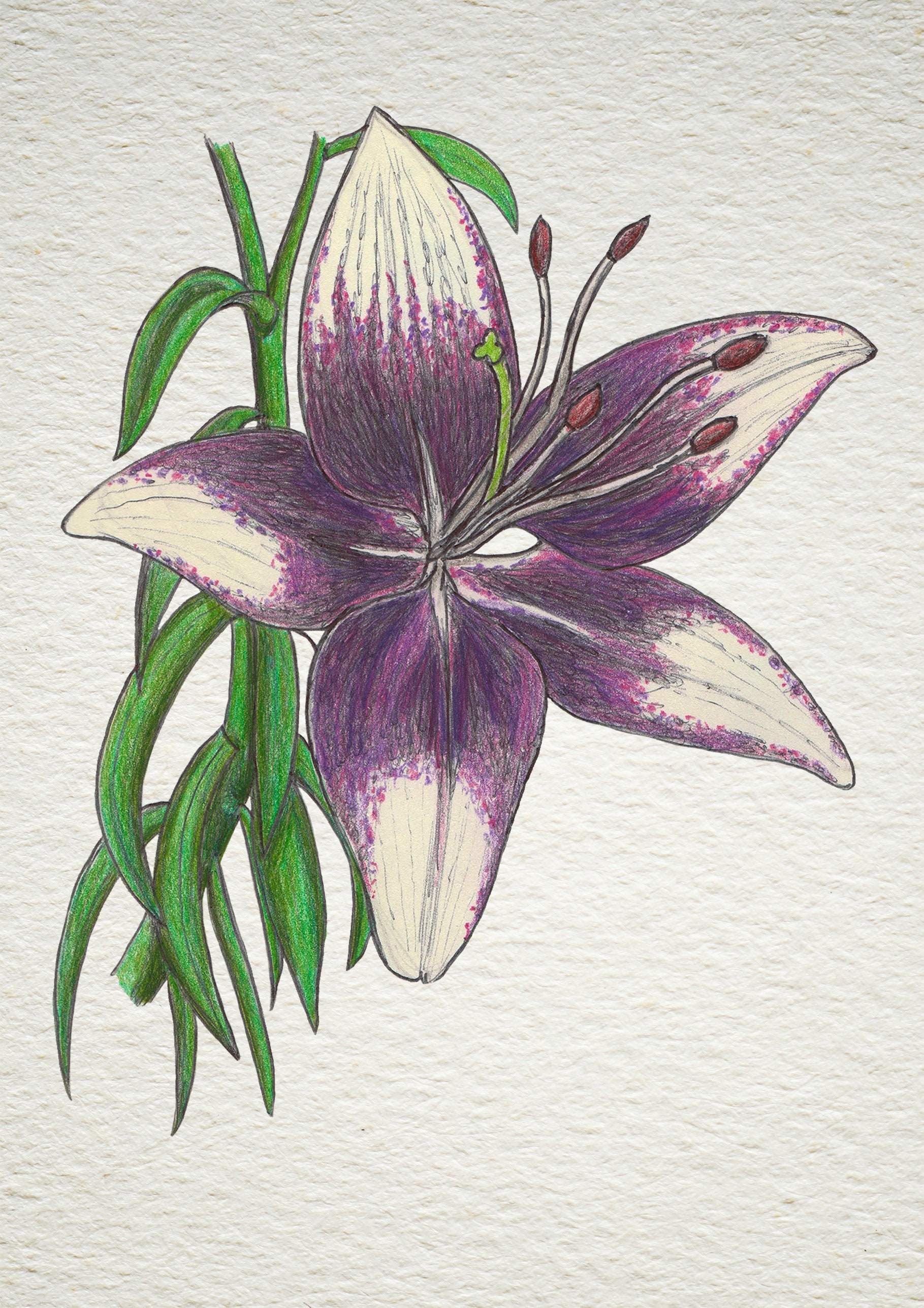 Purple Lily Flowers