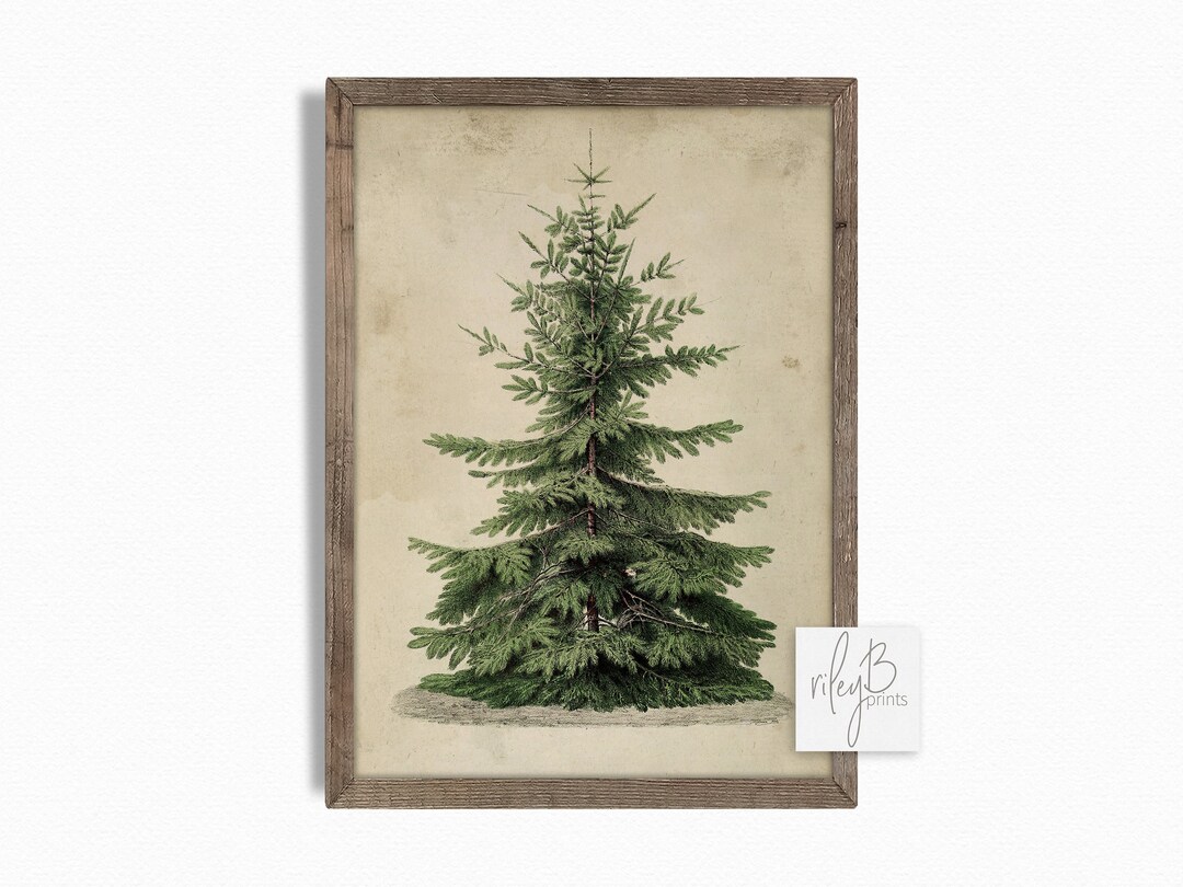 Fir Tree Vintage Botanical Print Rustic Botanical Drawing - Etsy