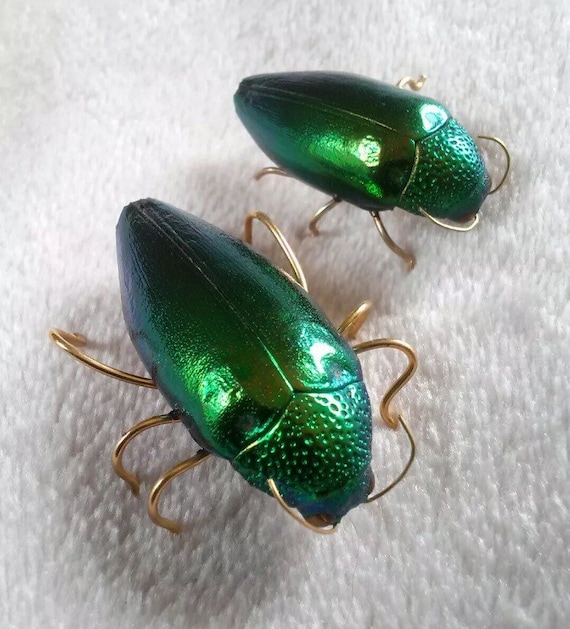 Beetle Insect Brooch Pin Colorful Fashion Accessory Colorful Beetle ...