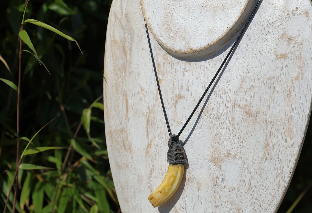 AKRUT LP PERN Real Boar Fang Pig Tooth Thai Amulet Lucky Pendant Power ...