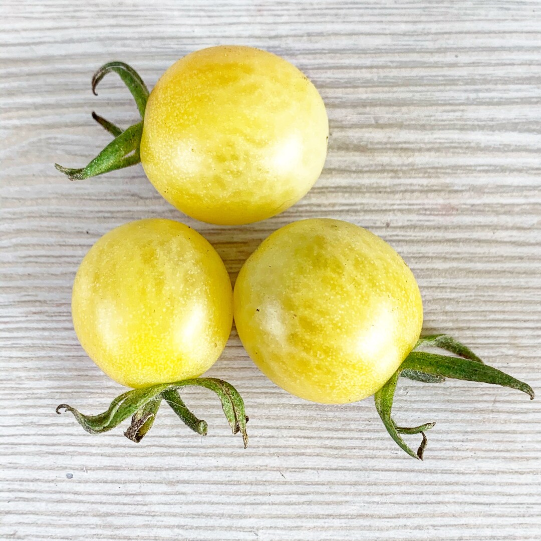 Lemon Drop Tomato - Etsy