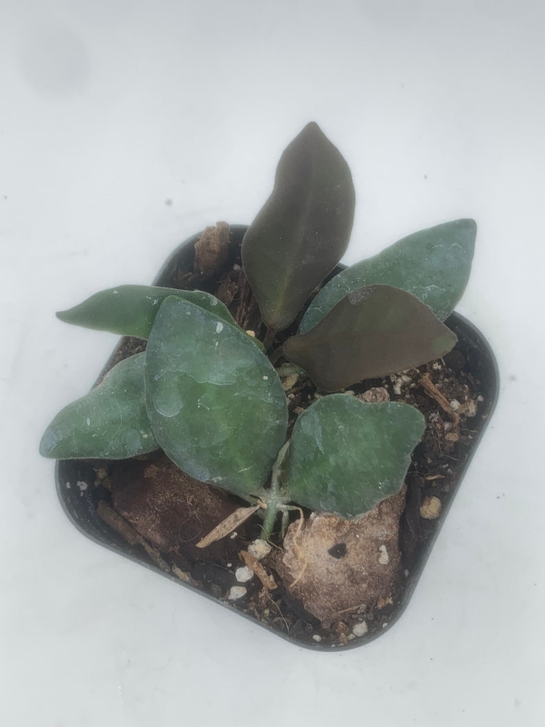 Hoya Bilobata. Commercially Rare Hoya Collector Plant - Etsy
