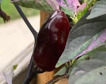 Guindilla Pepper Heirloom the Famous Basque Region Pepper - Etsy