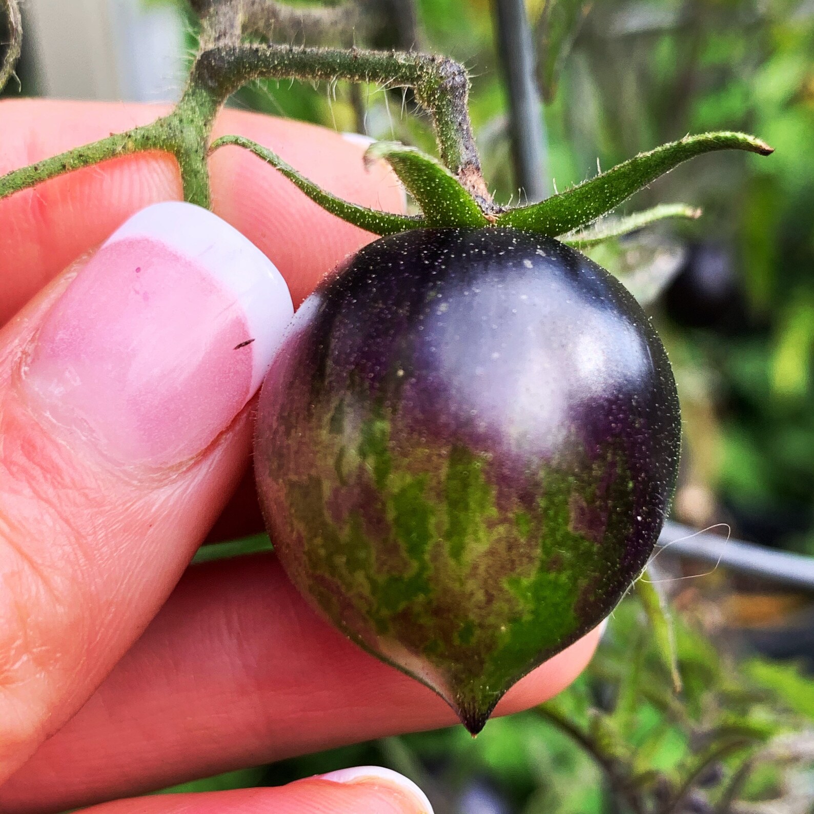 Shadow Boxing Dwarf Tomato. Heirloom Tomato Seed - Etsy