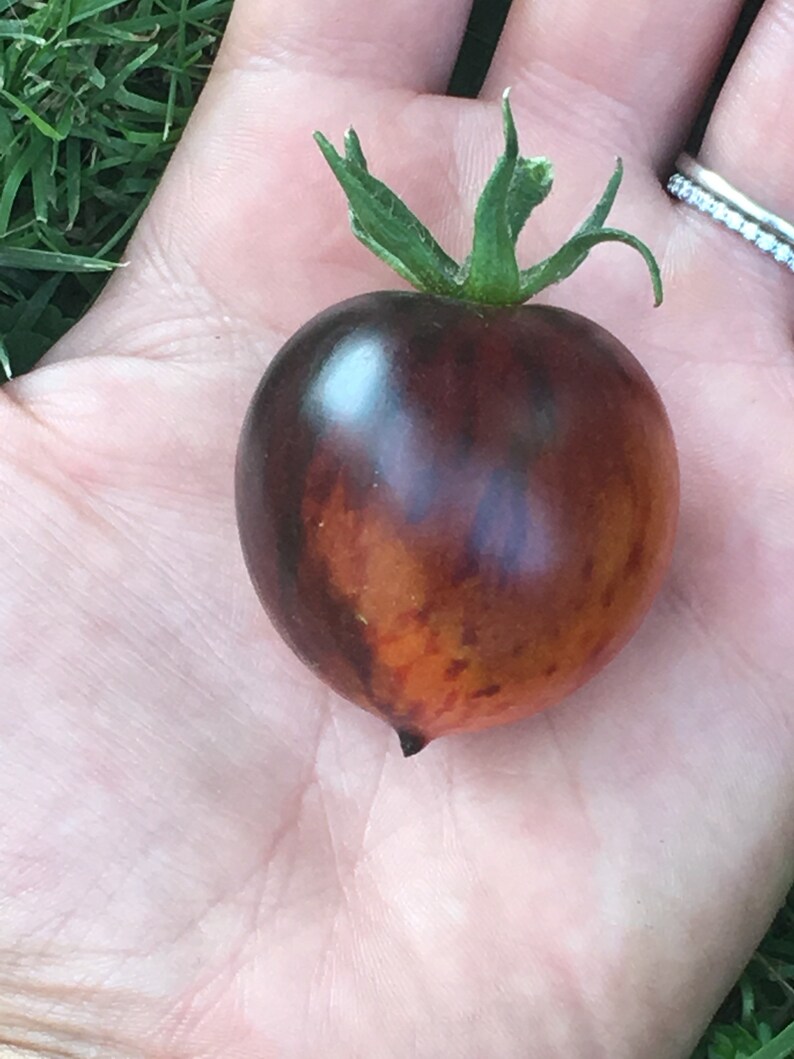 Shadow Boxing Dwarf Tomato. Heirloom Tomato Seed - Etsy