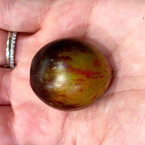 Shadow Boxing Dwarf Tomato. Heirloom Tomato Seed - Etsy