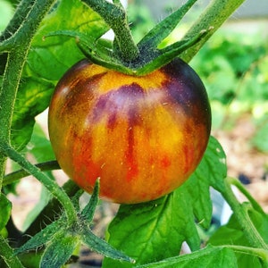 Shadow Boxing Dwarf Tomato. Heirloom Tomato Seed - Etsy