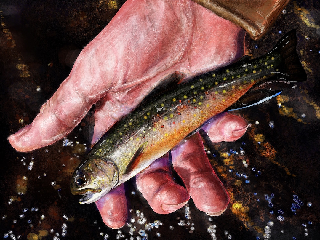 The Brookie in Hand, Illustated Art Prints Brook Trout - Etsy
