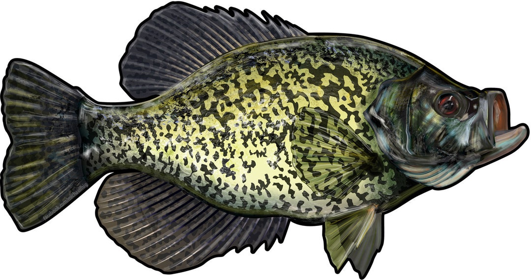 Black Crappie Fishing Diecut Sticker 6"x3.25" UV Coated Inks Fishing ...