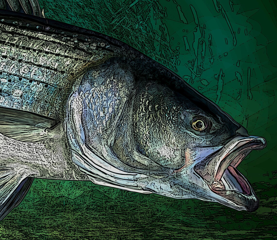 Striped Bass Fishing Art Prints giclee Printer Test Prints - Etsy