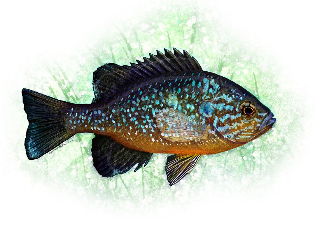 The Pumpkinseed Panfish Painting - Etsy
