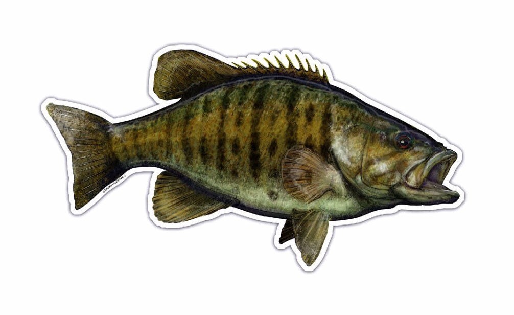 Smallmouth Bass Die-cut Bumper Sticker or Decal 7.5" X 4" UV Coated ...