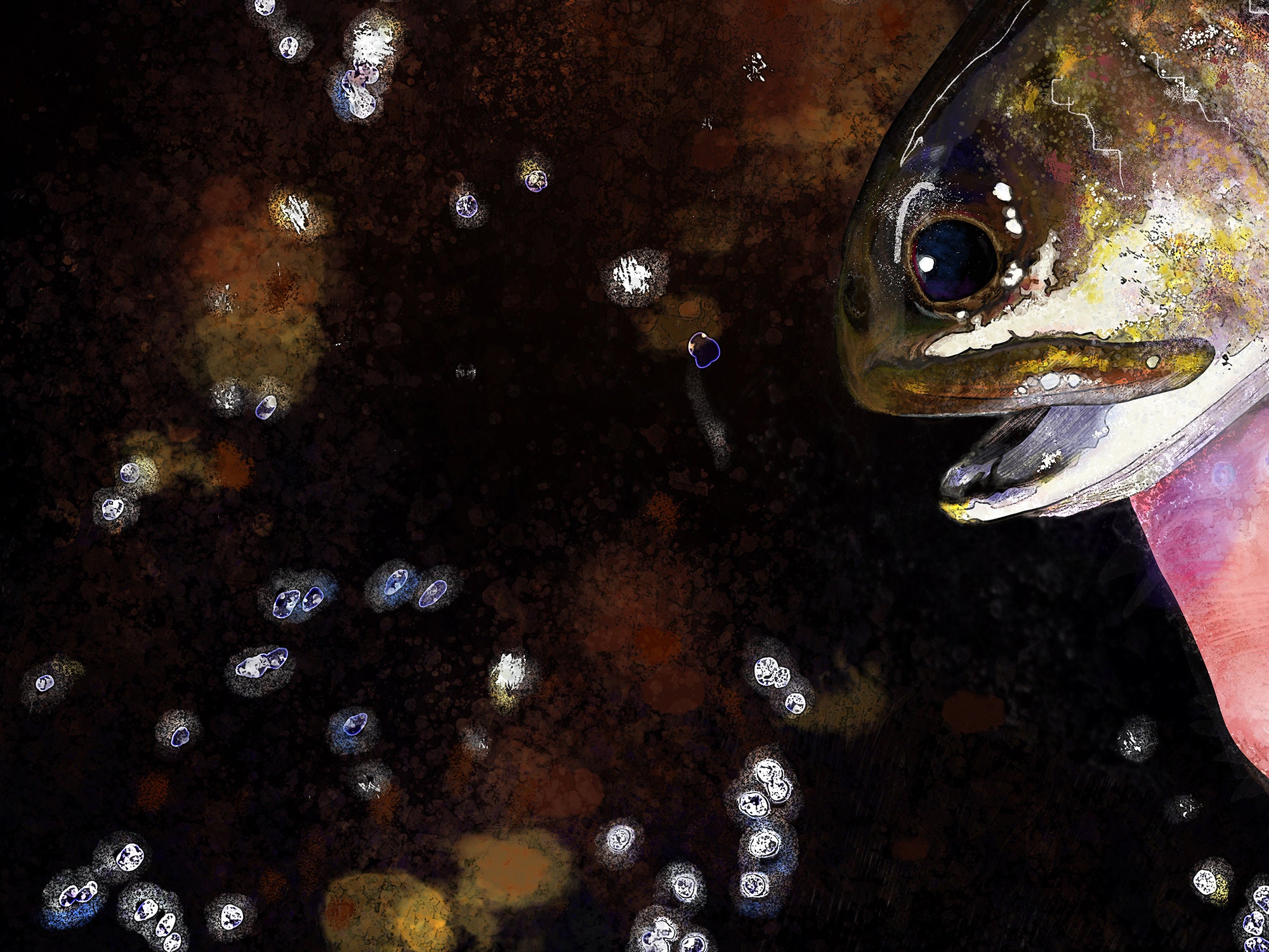 The Brookie in Hand Illustated Art Prints Brook Trout - Etsy