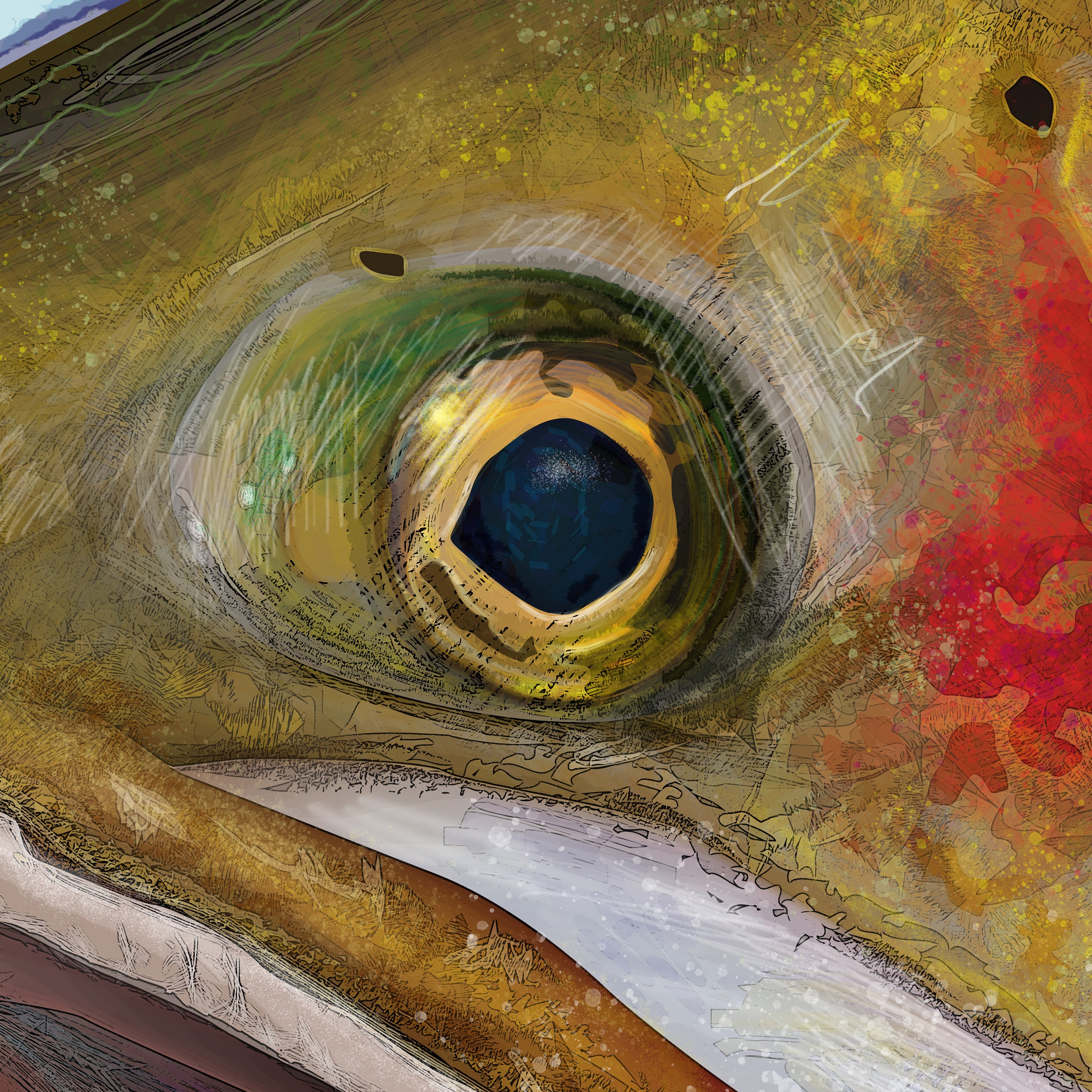 Greenback Cutthroat Trout Head Painting Giclee Prints - Etsy