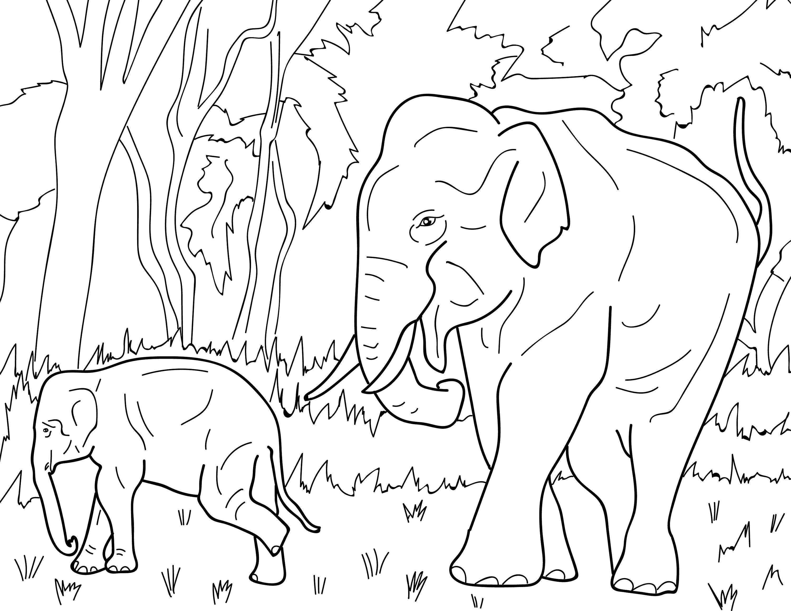 Endangered Wildlife Educational Coloring Book - Etsy