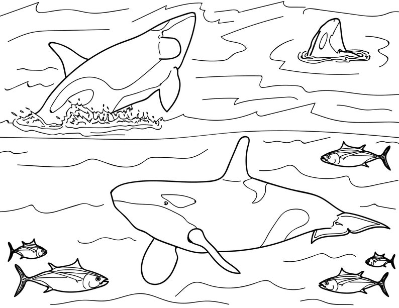 Pacific Northwest Wildlife Educational Coloring Book | Etsy