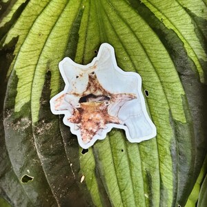 Guamo & Tree Frog in Conch Shell Stickers - Etsy