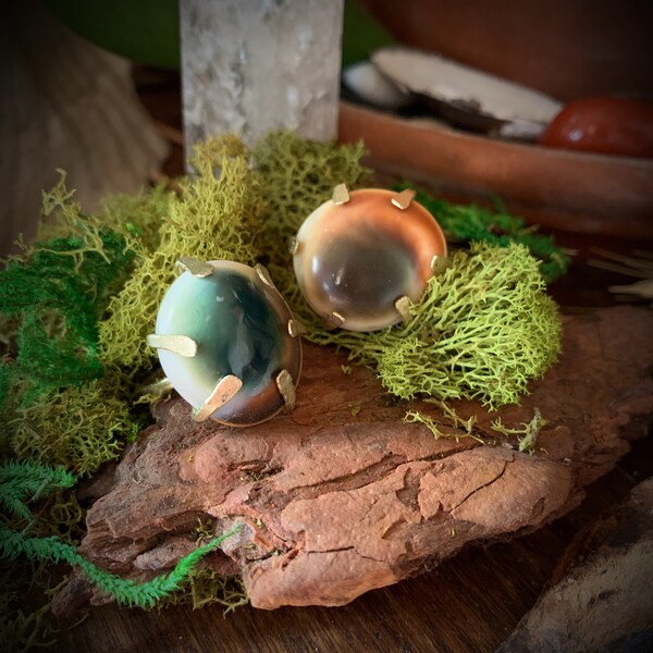 Operculum Shell - Etsy