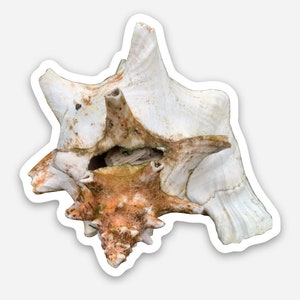 Guamo & Tree Frog in Conch Shell Stickers - Etsy