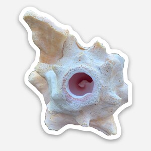 Guamo & Tree Frog in Conch Shell Stickers - Etsy