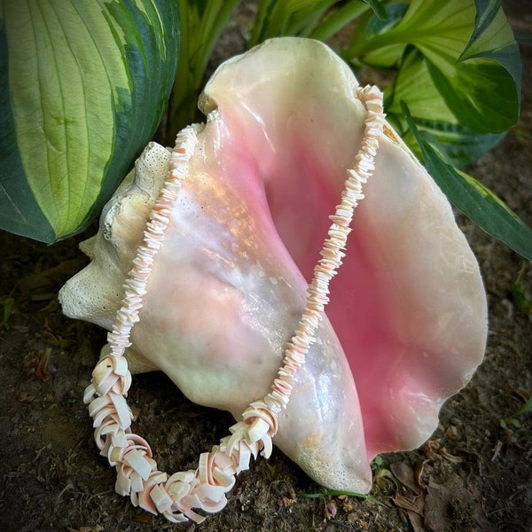 Conch Shell - Etsy