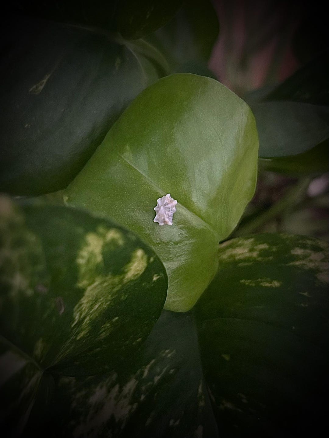 Opihi Shell Nose Stud - Etsy