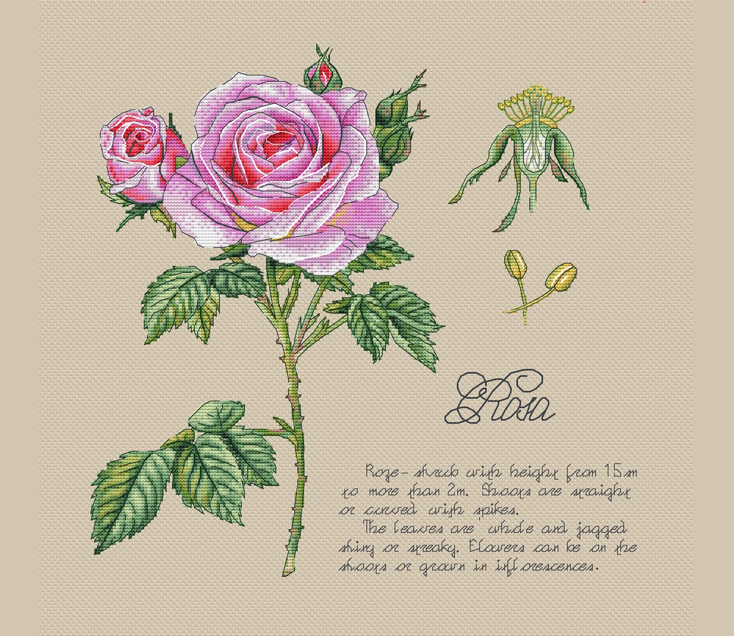 Botanical cross stitch pattern rose botany cross stitch | Etsy