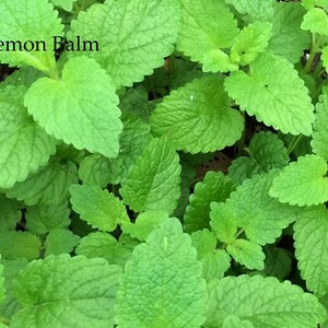 WAKE UP Pulsepoint Cream - Essential Oil Based Aromatherapy - Etsy UK