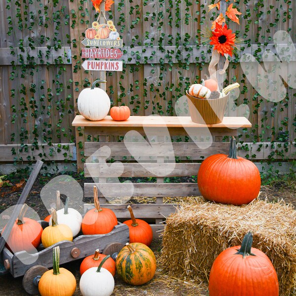 Pumpkin Stand - Etsy