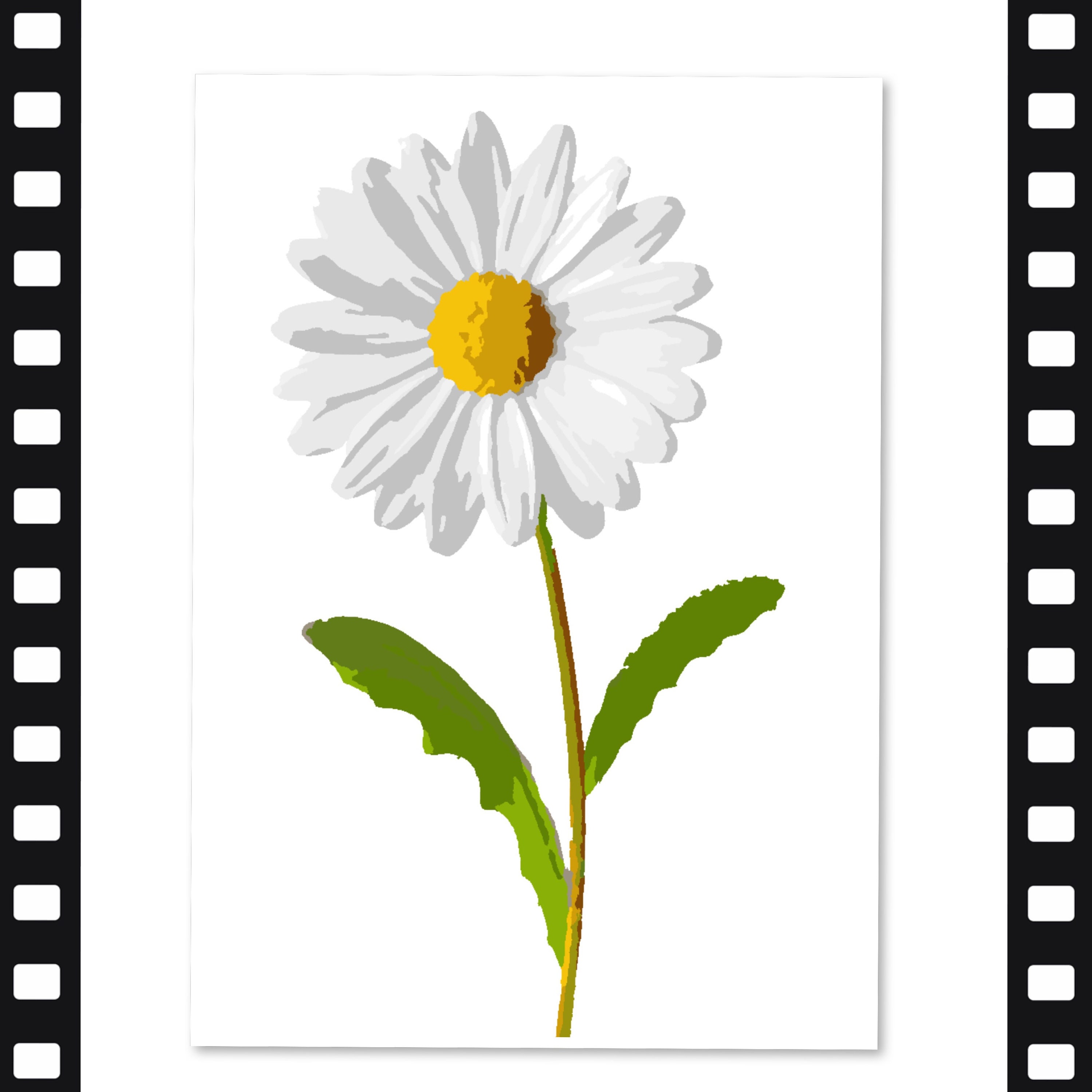 White Daisy Paint by Numbers, Printable, Instant Downloads, Relaxing ...