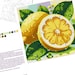 Lemons Painting by Numbers Printable: DIY Fruit Collage (PDF) - Etsy