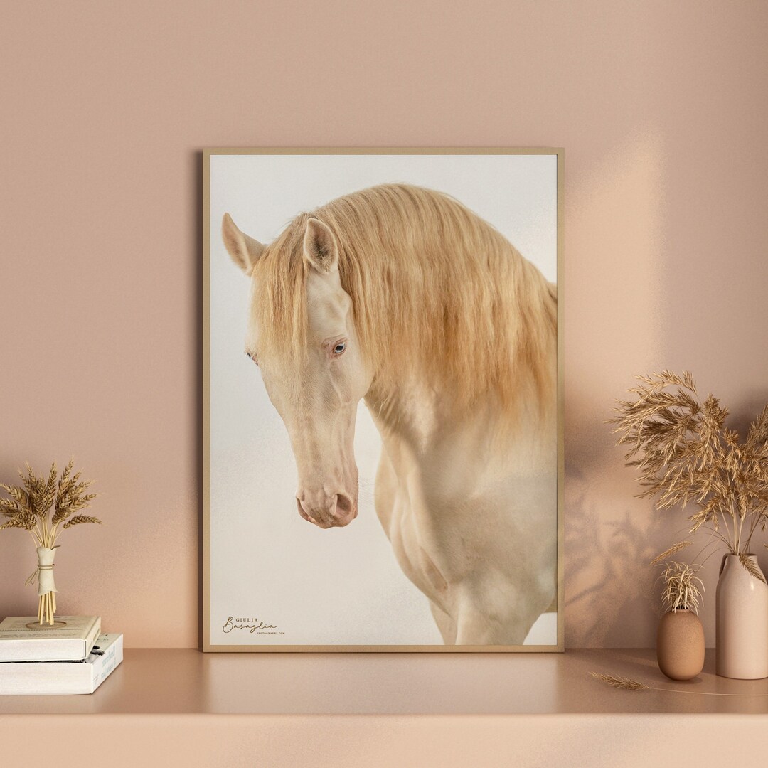 Photographic Print Horse Andalusian Lusitano Stallion PRE Perlino ...