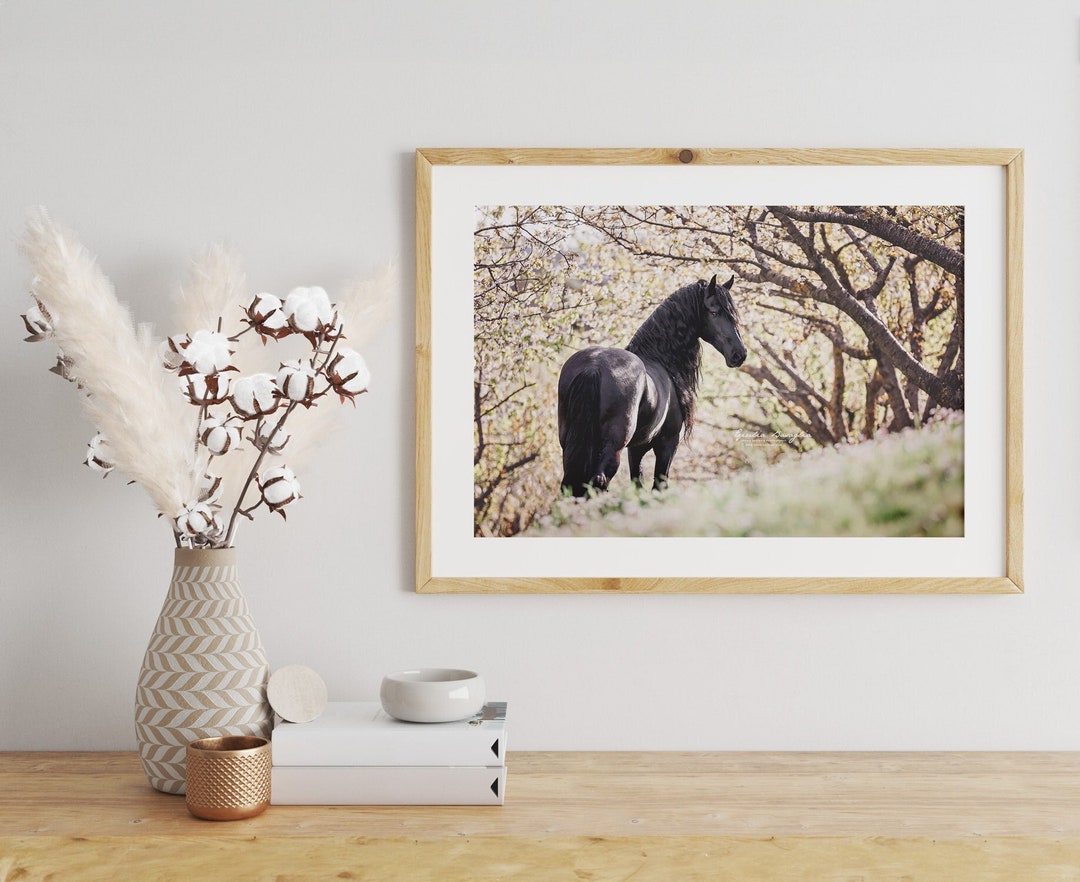 Photographic Print Friesian Stallion Horse Posing, Professional Color ...