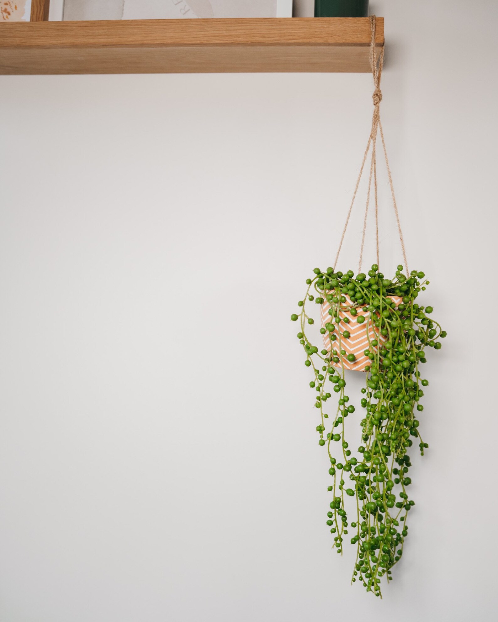 Artificial Hanging Succulent Trail Senecio String of Pearls - Etsy