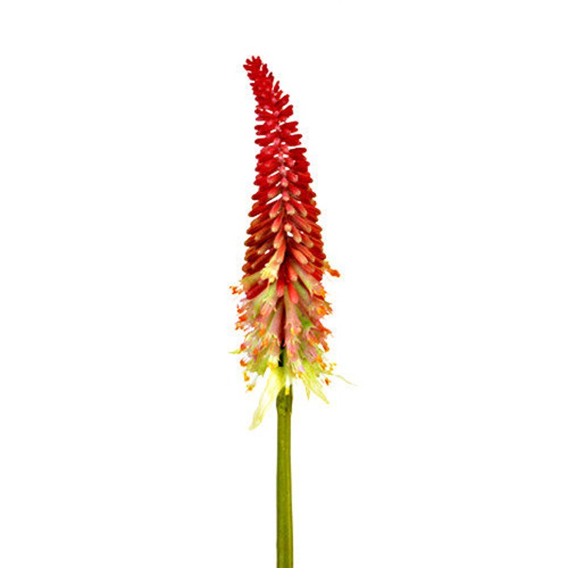 Torch Lily - Etsy