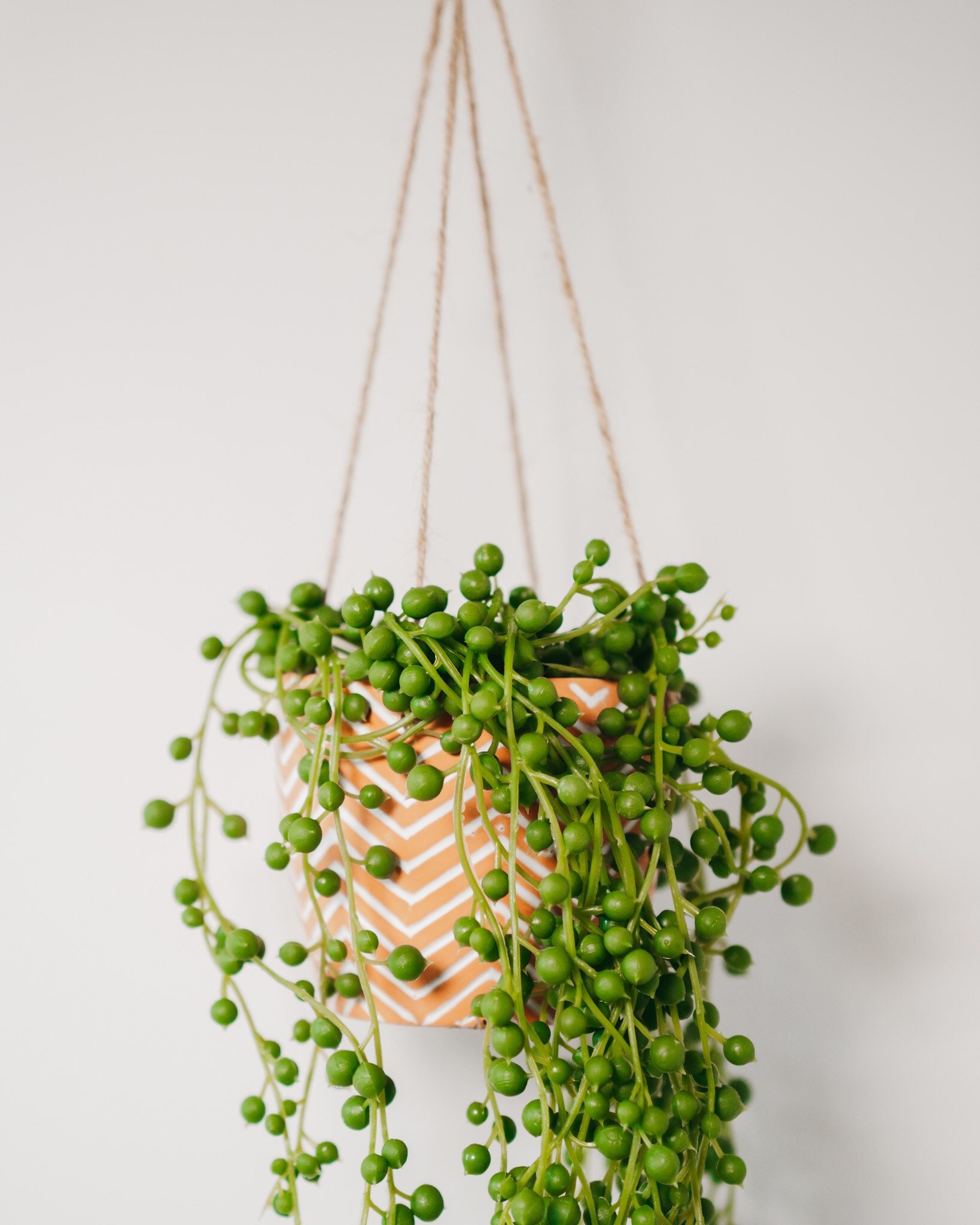Artificial Hanging Succulent Trail Senecio String of Pearls - Etsy