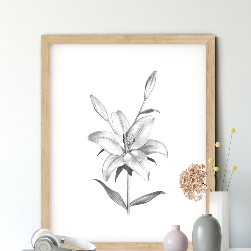 Lily Pencil Drawing - Etsy