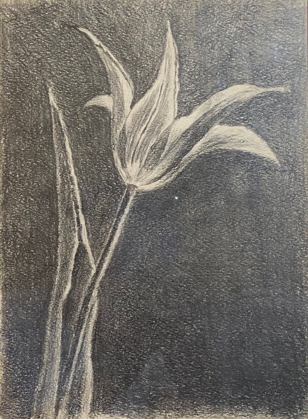Elegance in Simplicity Tulip Pencil Drawing Light and Shadow Contrast ...