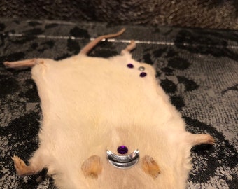 Taxidermy rat | Etsy