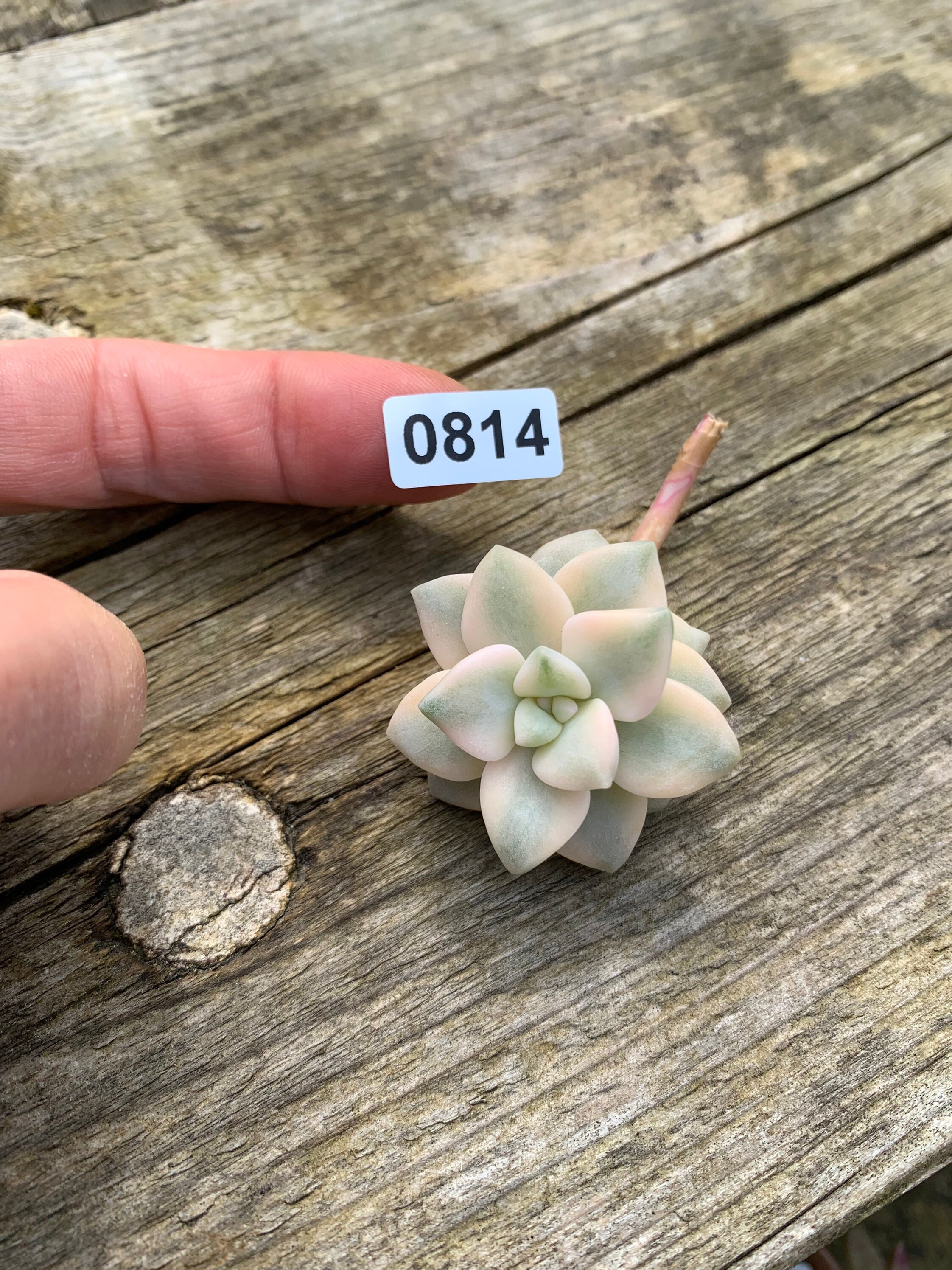 Very Rare Korean 'graptoveria Titubans Variegated' - Etsy UK