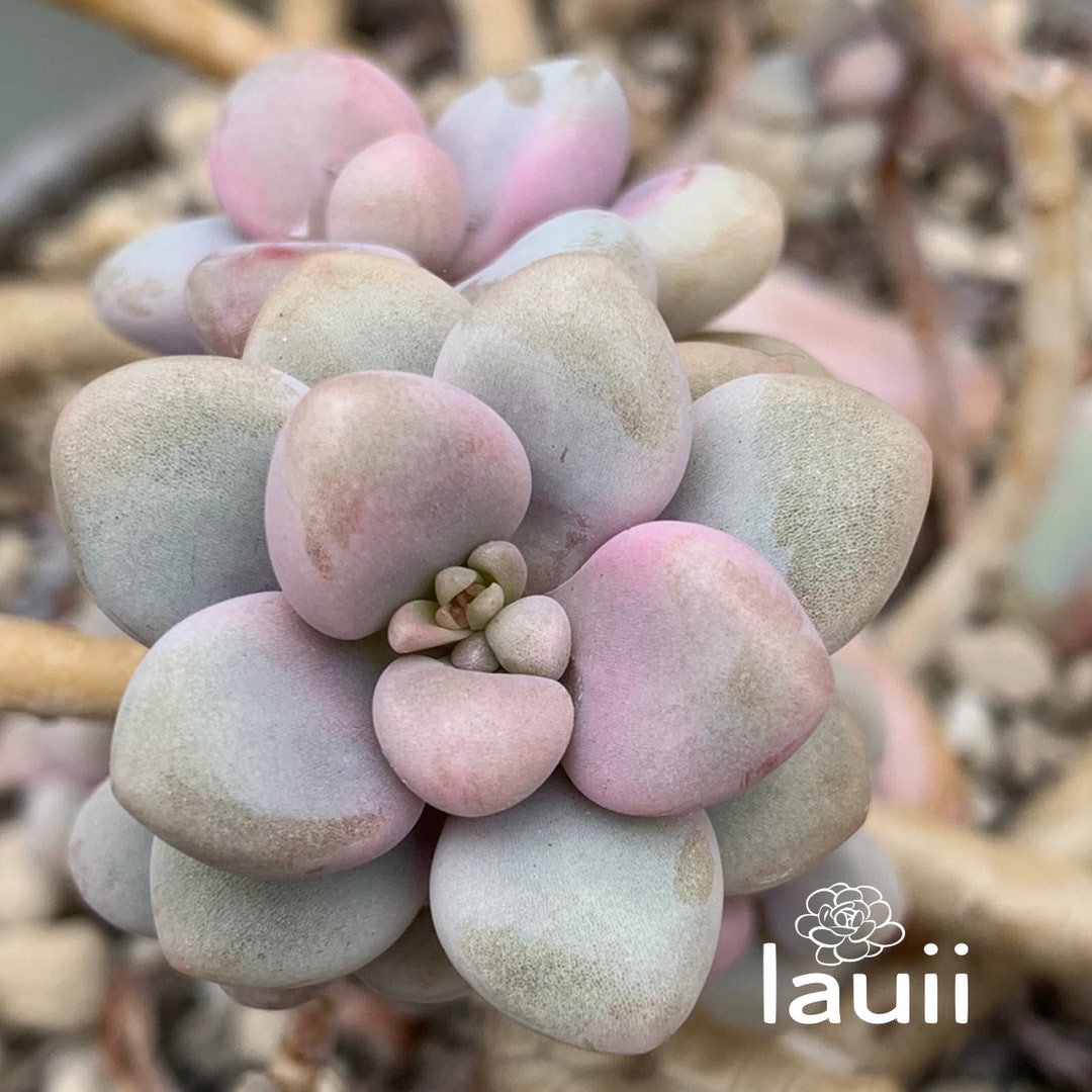 RARE 1 X Leaf Cutting of Graptopetalum Ellen Pink Moonstones Succulent ...