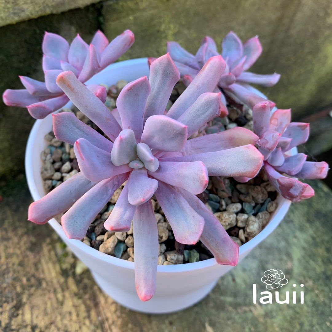 1 X Leaf Cutting of Rare Graptoveria Cupid or Lilac Spoons Pink ...