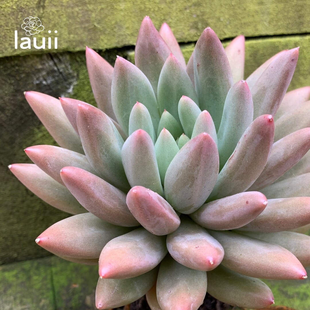 RARE Leaf Cuttings of Echeveria Red Dragonfly Succulent Plant - Etsy UK