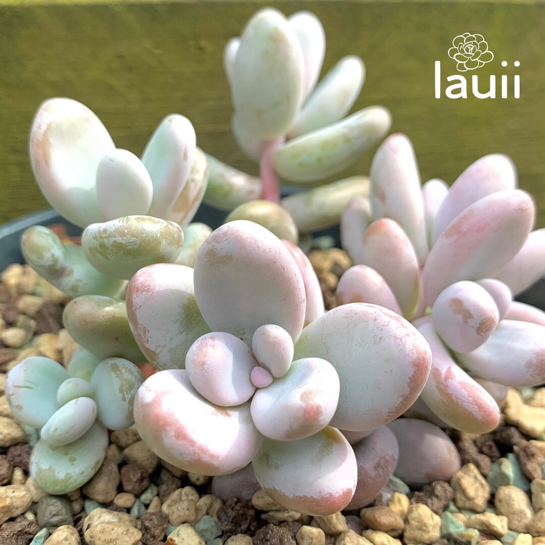 1 X Sedum Craigii Leaf Cutting Succulent Plant - Etsy UK