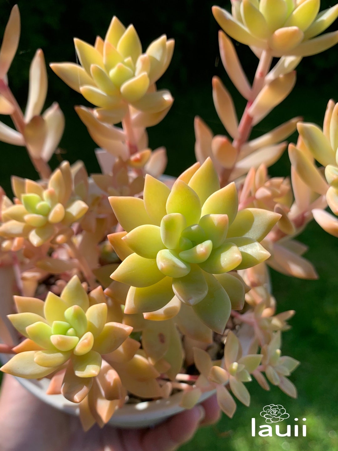 RARE Graptosedum Cesar Leaf Cutting, Succulent Plant Cutting - Etsy UK