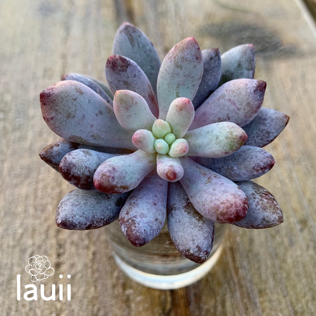 RARE 1 x leaf cutting Pink Purple Pachyveria La Combe Venus Succulent ...