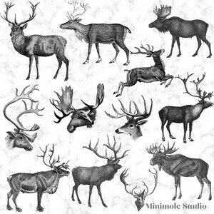 Vintage Deer Clipart Woodland Illustration Antique Art - Etsy UK
