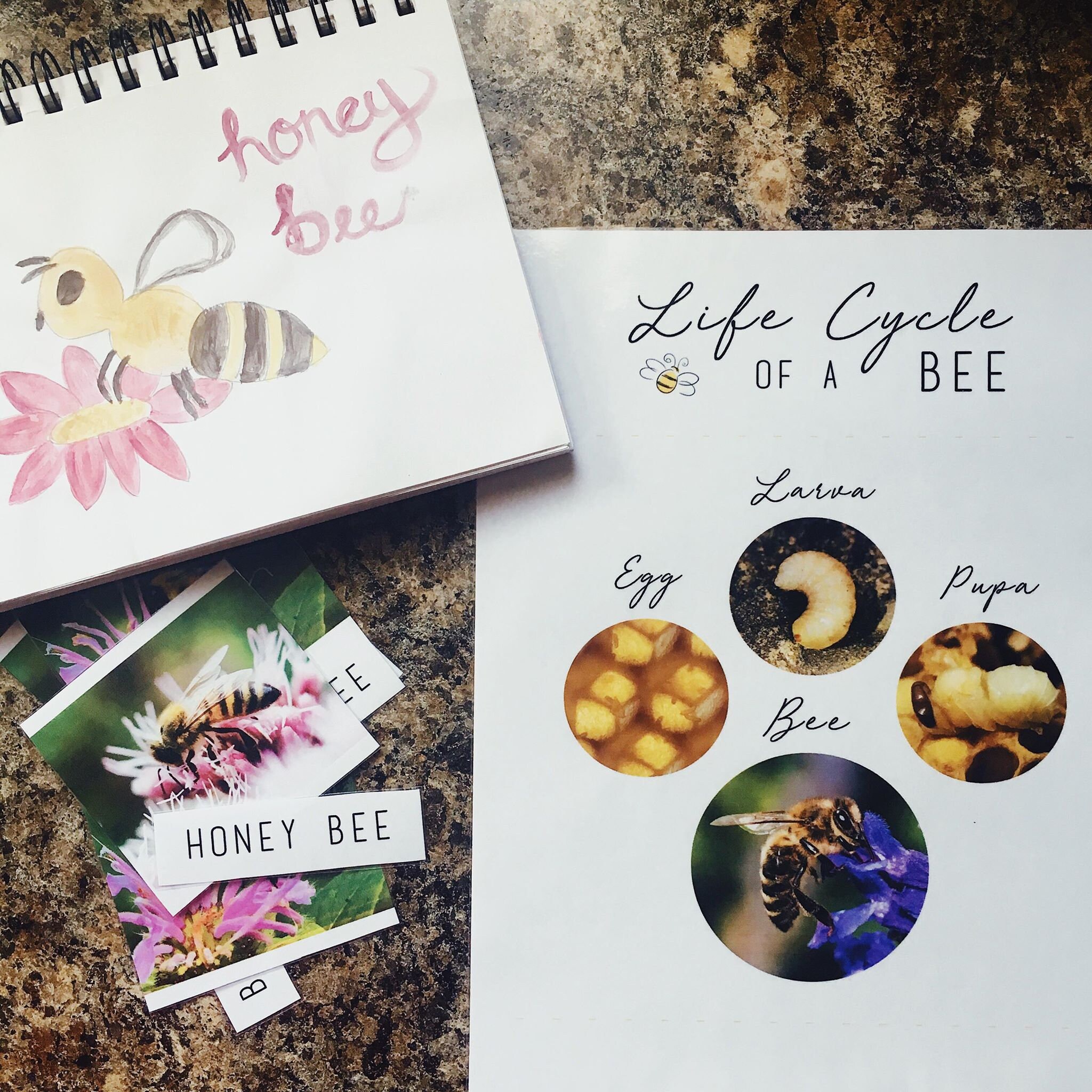 Bee Bundle Three Part Montessori Cards Life Cycle of a Bee | Etsy