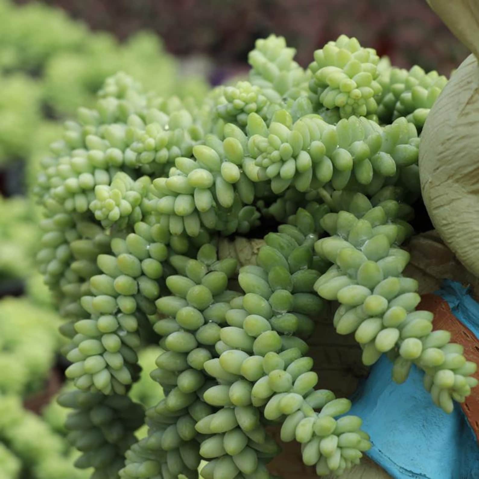 Planta suculenta cola de Burro Sedum Morganianum Cola de | Etsy